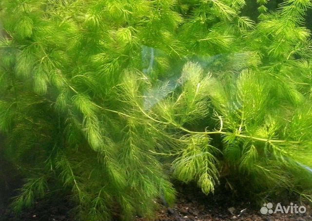 Аквариумные растения