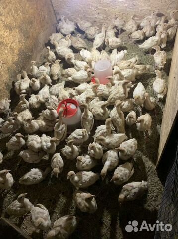 Подрощенные индюшата