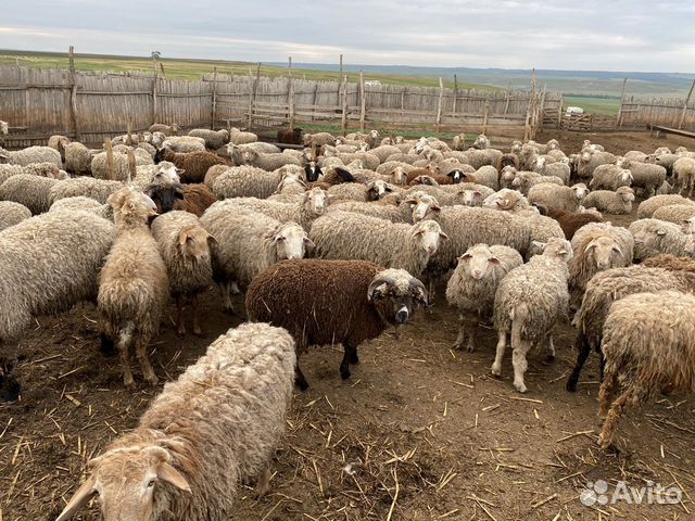 Бараны ягнята годовалые