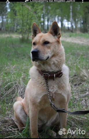 Собака друг