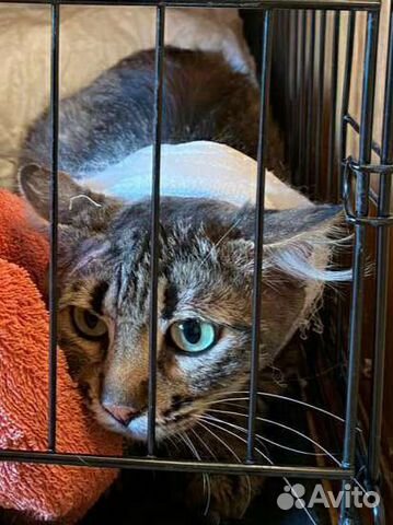 Енисей ждет помощи людей