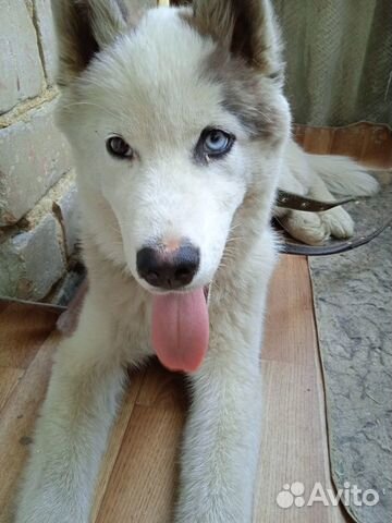 Щенки хаски