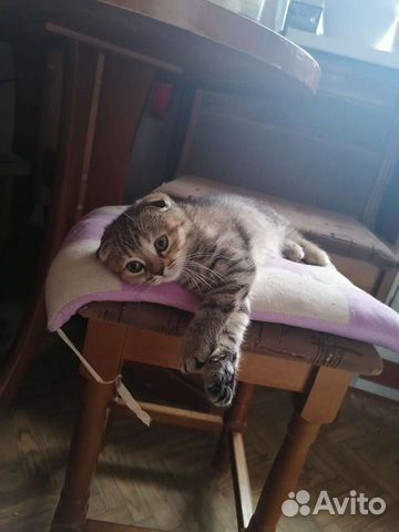 Шотландская вислоухая