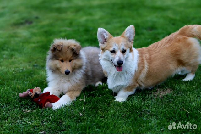 Колли вашей мечты