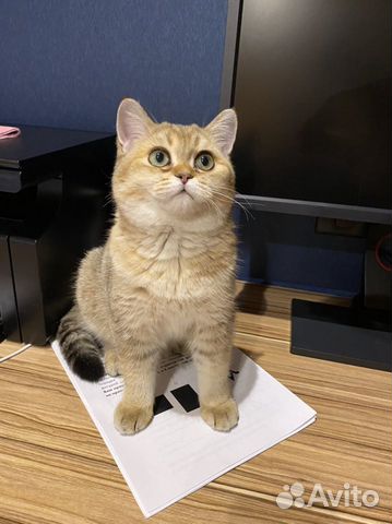 Шотландский котенок NY-25 Скоттиш страйт
