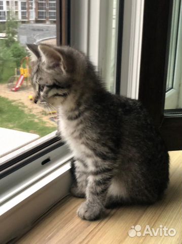 Красивый котенок