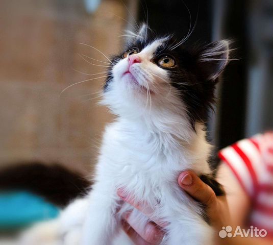 Котенок девочка 3 мес, Масяня