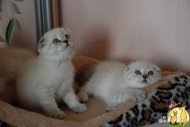 Ласковые шотландские голубоглазые вислоухие котята