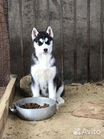 Щенок хаски