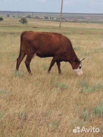 Коровы и телята