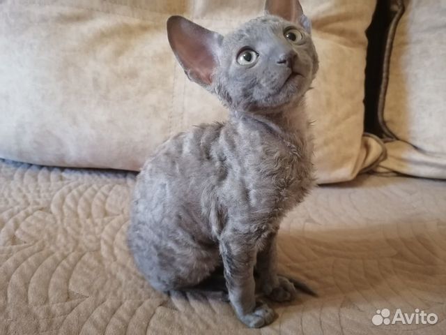 Котята Корниш-рекс