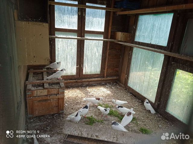 Голуби Пермские гривуны