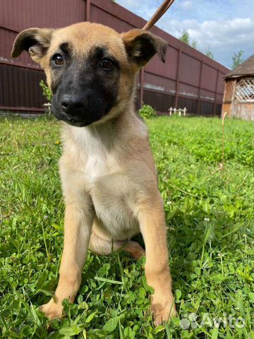 Застенчивая Лисëна щенок