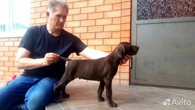 Продажа щенка курцхаара