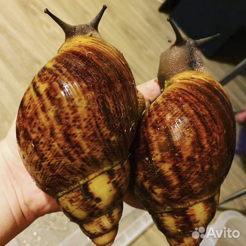 Архахатина маргината Овум XL