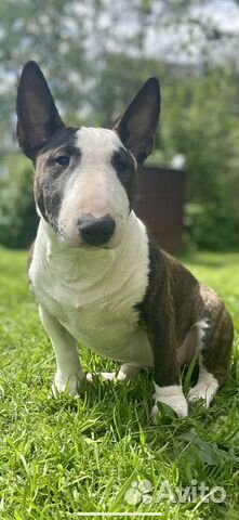 Девочка миниатюрного бультерьера