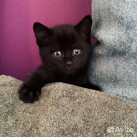 Котенок Тибул в заботливые ручки