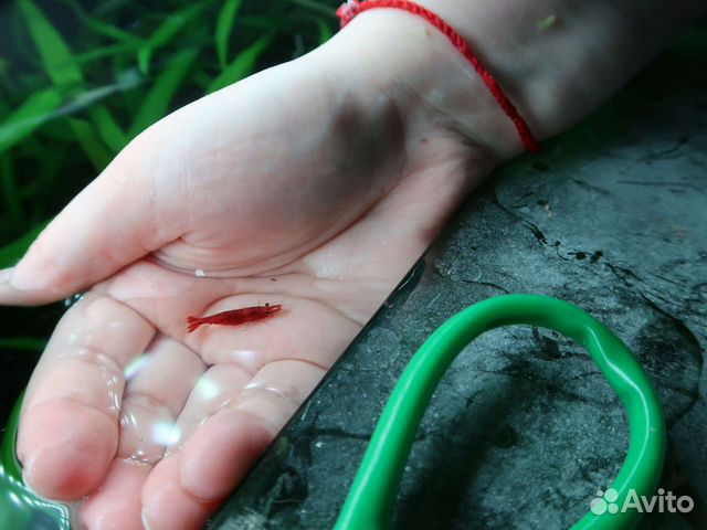 Бликса японская и креветки вишни