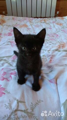 Котенок. Мальчик. Чёрненький. В добрые руки