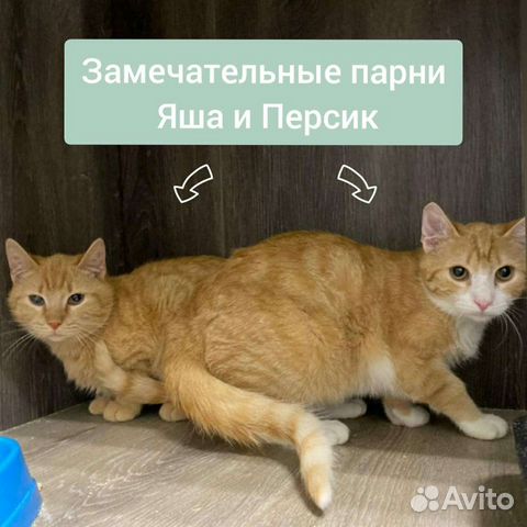 Солнечные рыжики ищут дом