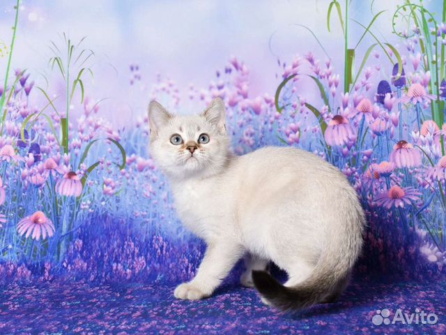 Кошечка с голубыми глазками