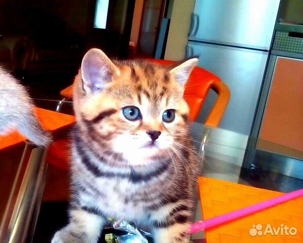 Шотландские Стрвйты, тигрята, мраморята