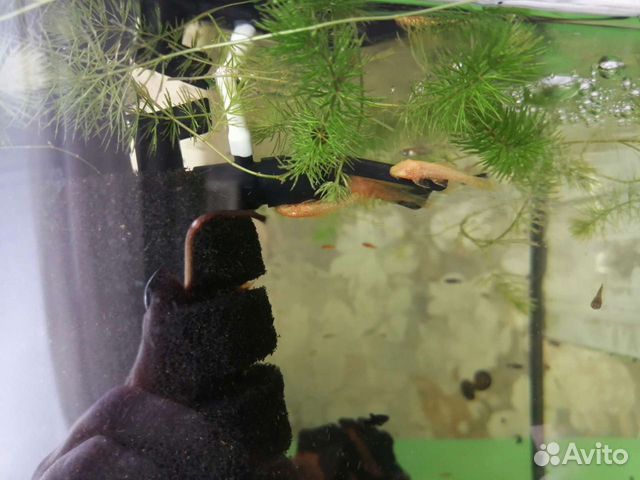 Аквариумные рыбы