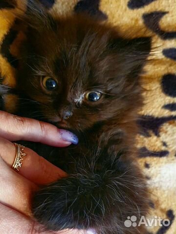 Котик в добрые руки