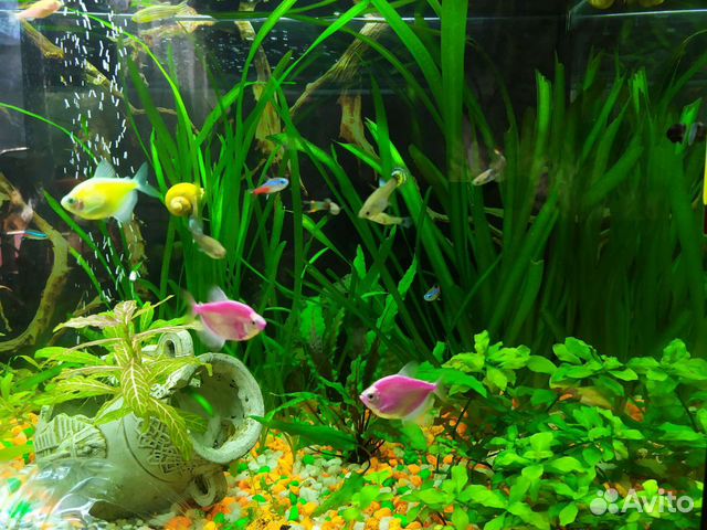 Растения для аквариума (прополка) валиснерия