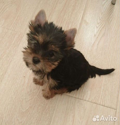 Йоркширский терьер