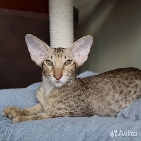 Ориентальные котята
