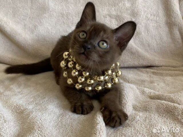 Котенок Бурма, Бурмянские котята, Соболиный