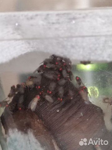 Мухи дрозофилы-меланогастер