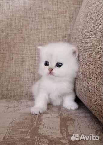 Шикарные шиншиллки, есть белоснежные