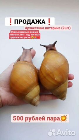 Архахатина иктерика f4