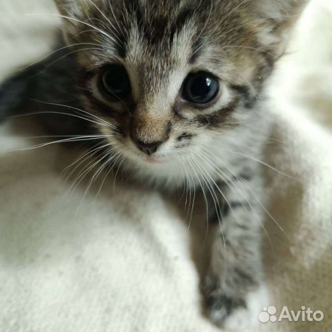 Котенок Ёжик ищет дом