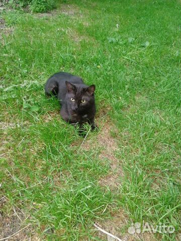 Красавец кот в добрые руки