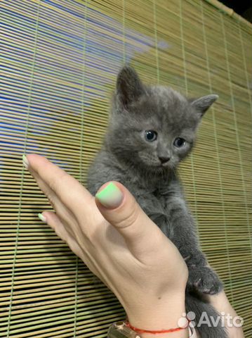 Британская