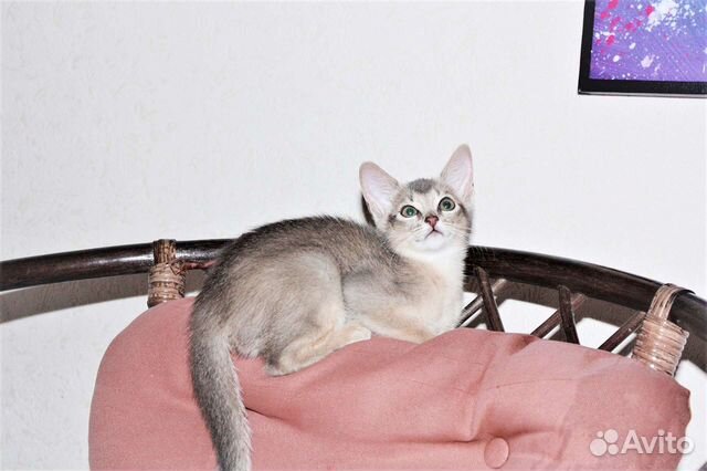 Абиссинская(самые редкие окрасы) Fawn silver, blue