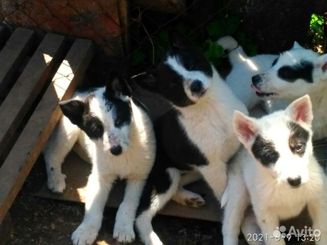 Чистокровные лайки