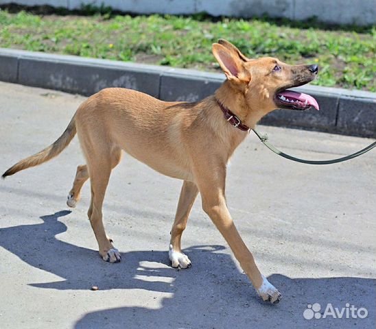 Нежная, добрая, ласковая Руста в поисках счастья