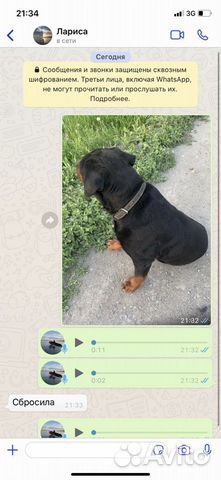 Собака ротвейлер в добрые руки