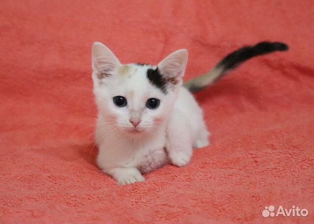 Котенок в добрые руки