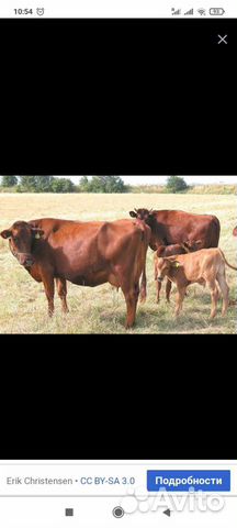 Корова