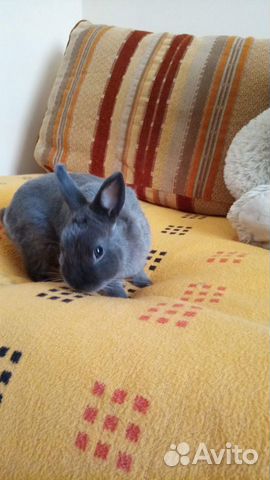 Кролик в добрые руки