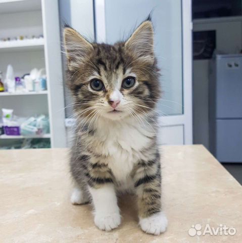 Котёнок Сеня (2 месяца) ищет дом