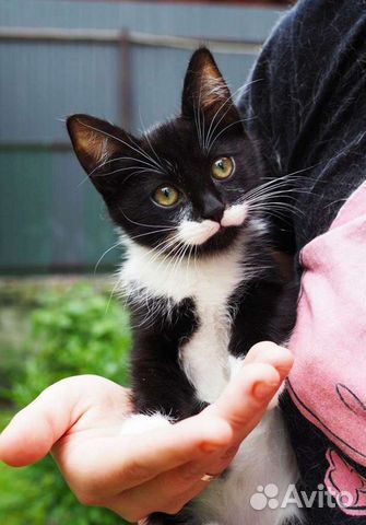 Котенок Мони