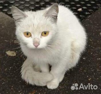 Выбросили ручную, ласковую кошечку Белочку