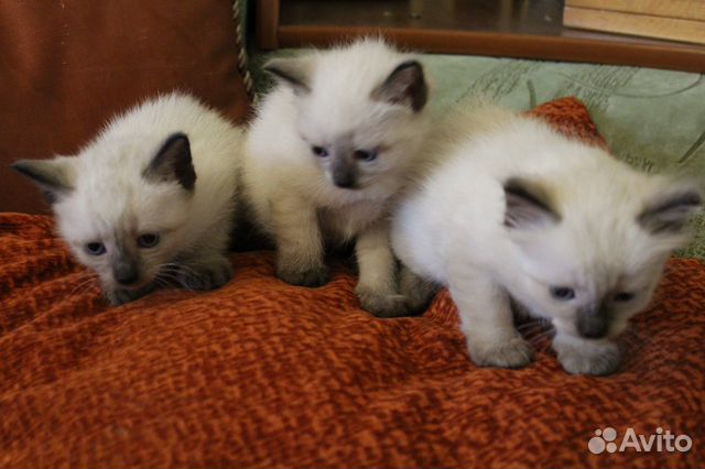 Сиамские котята чистокровные