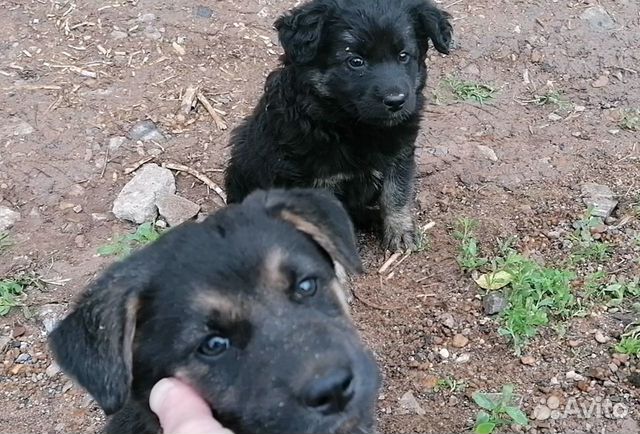 Щенки найденыши, без мамки